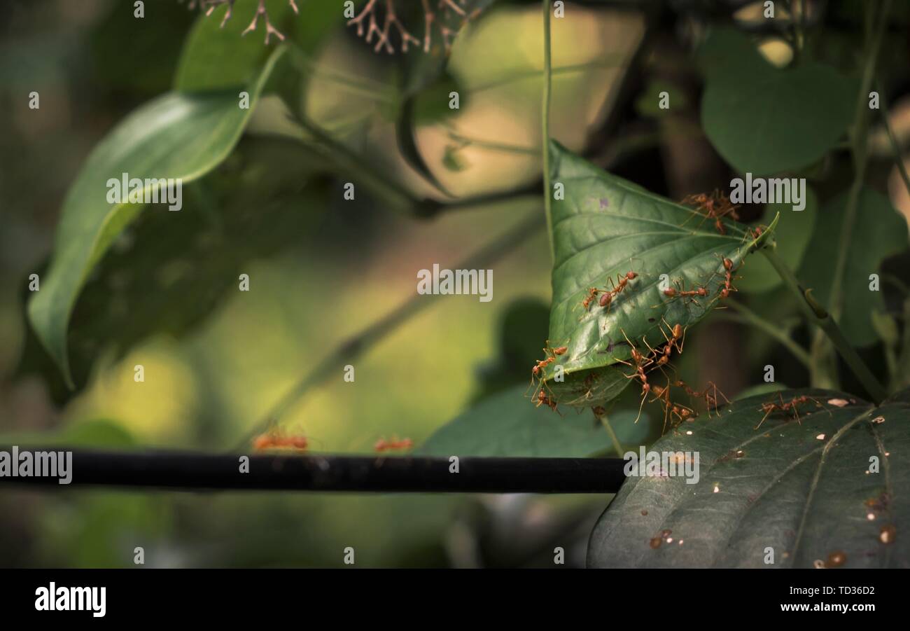 Ant nests on tree hi-res stock photography and images - Alamy