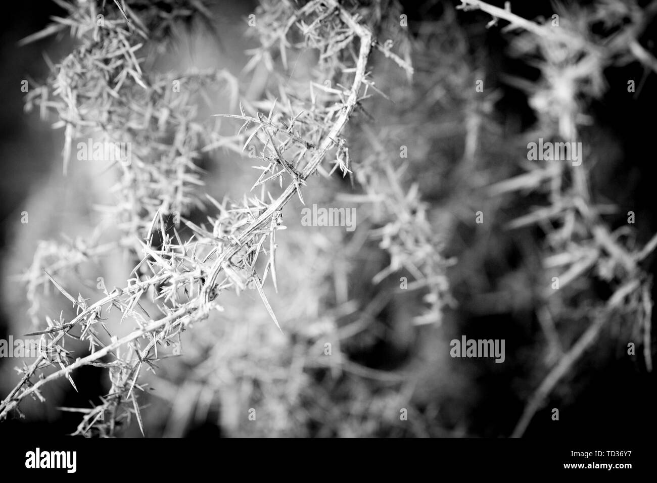 Thorn detail Black and White Stock Photos & Images - Alamy