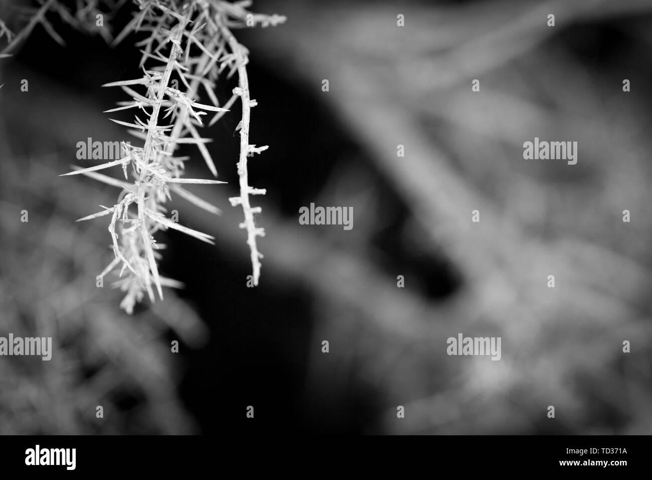 Macro, close-up photo of a thorn bush. Monochromatic, unicolor ...