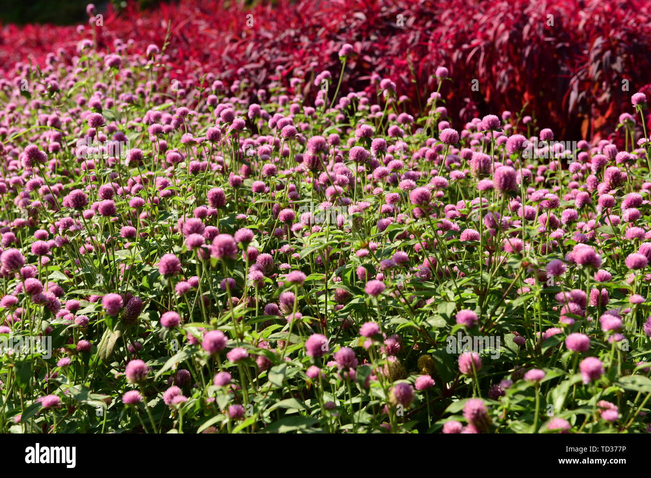 Chirada hi-res stock photography and images - Alamy