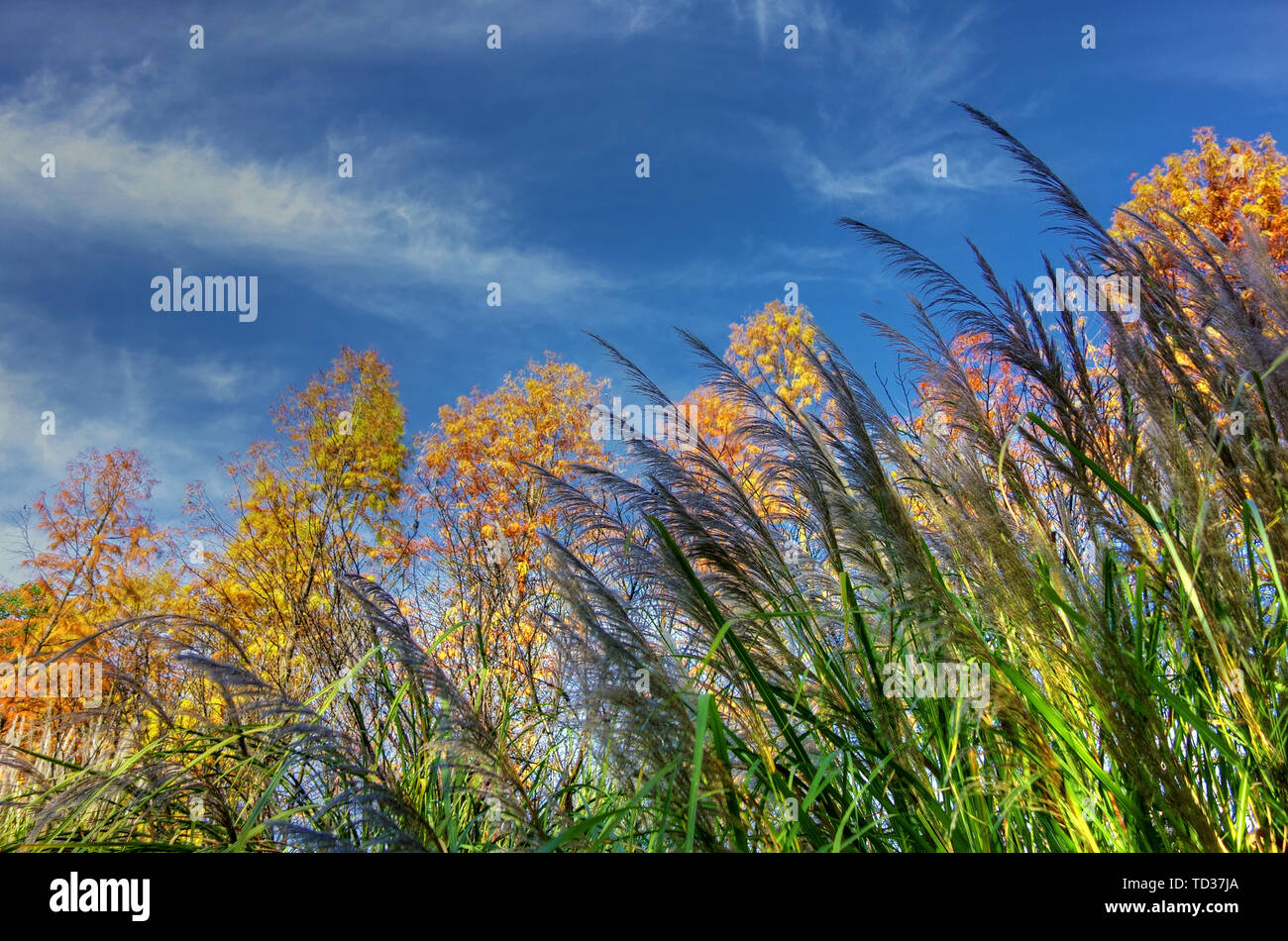 Autumn mango grass hi-res stock photography and images - Alamy