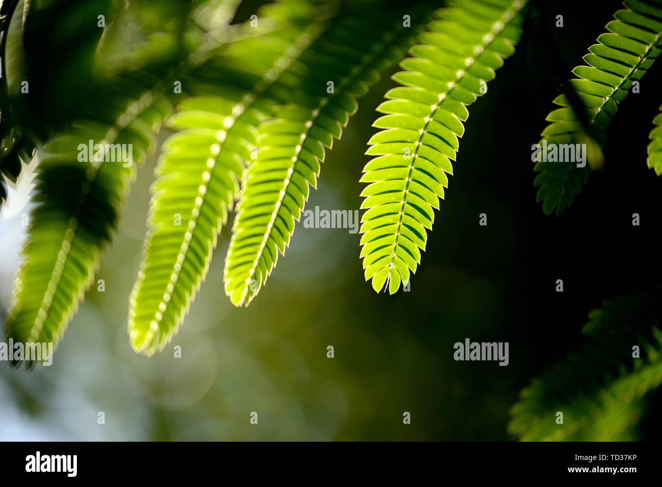 Sequoia leaves hi-res stock photography and images - Alamy