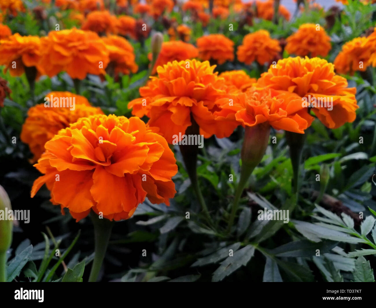 Pictures of marigold hi-res stock photography and images - Alamy