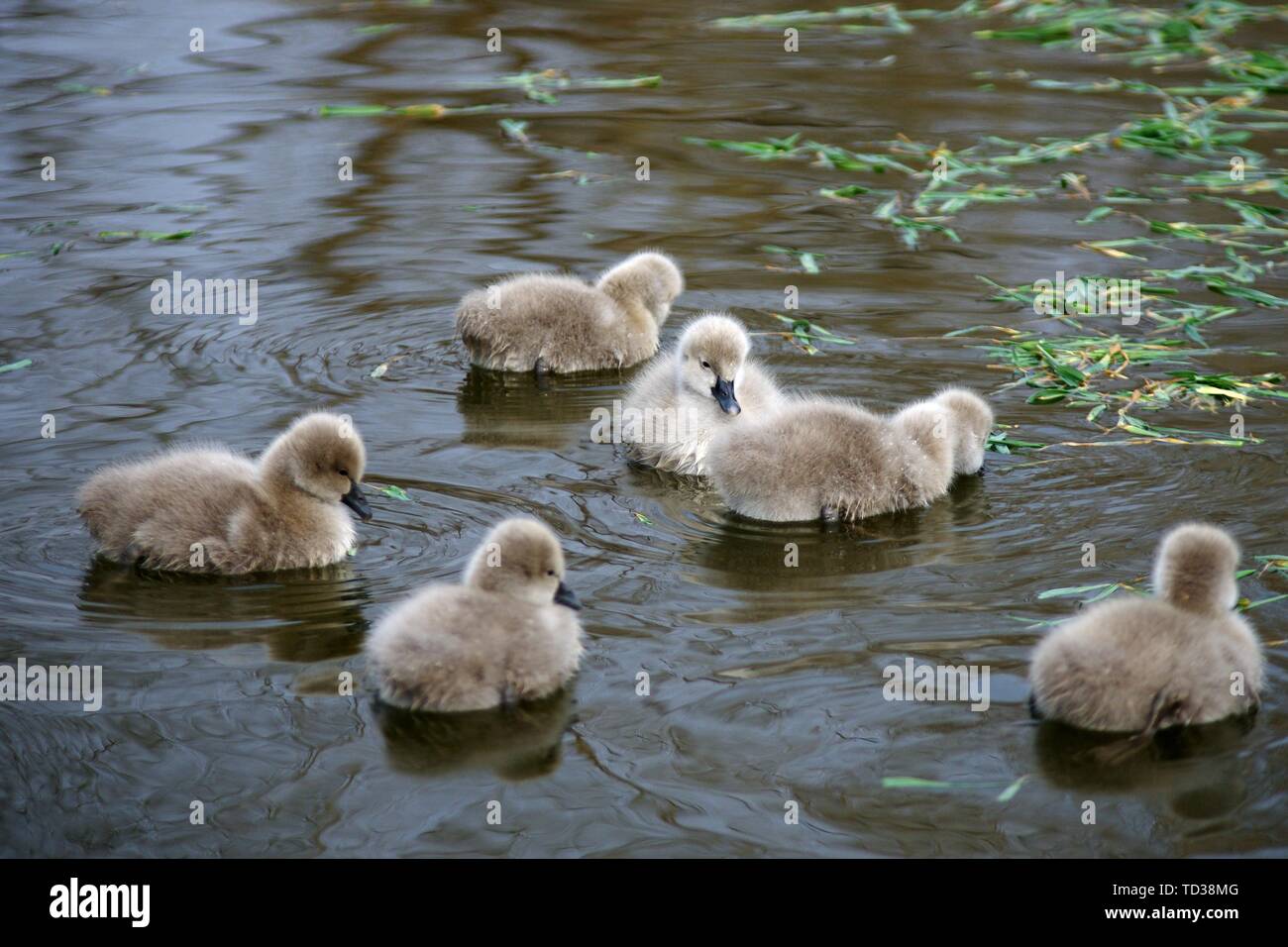 Black swan hatches Stock Photo - Alamy