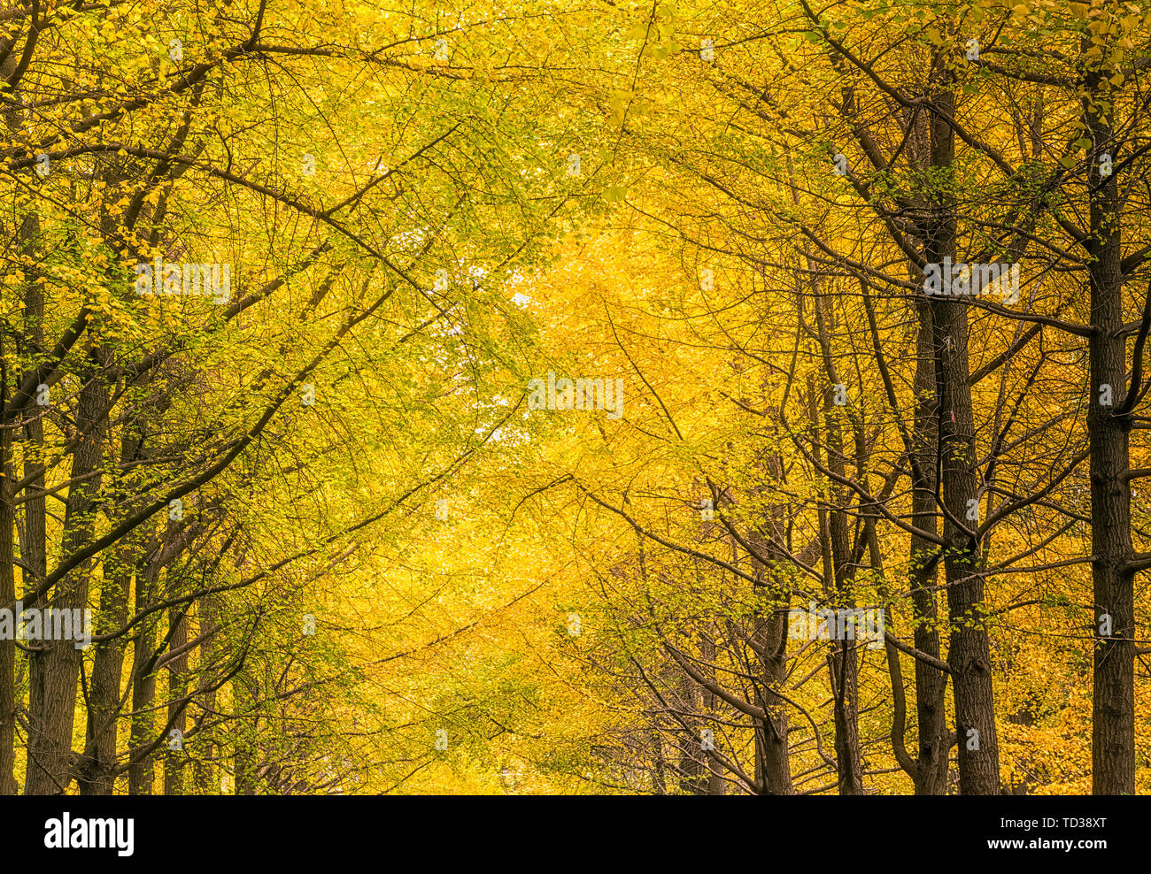 Ginkgo trees in Chengdu People's Park Stock Photo - Alamy