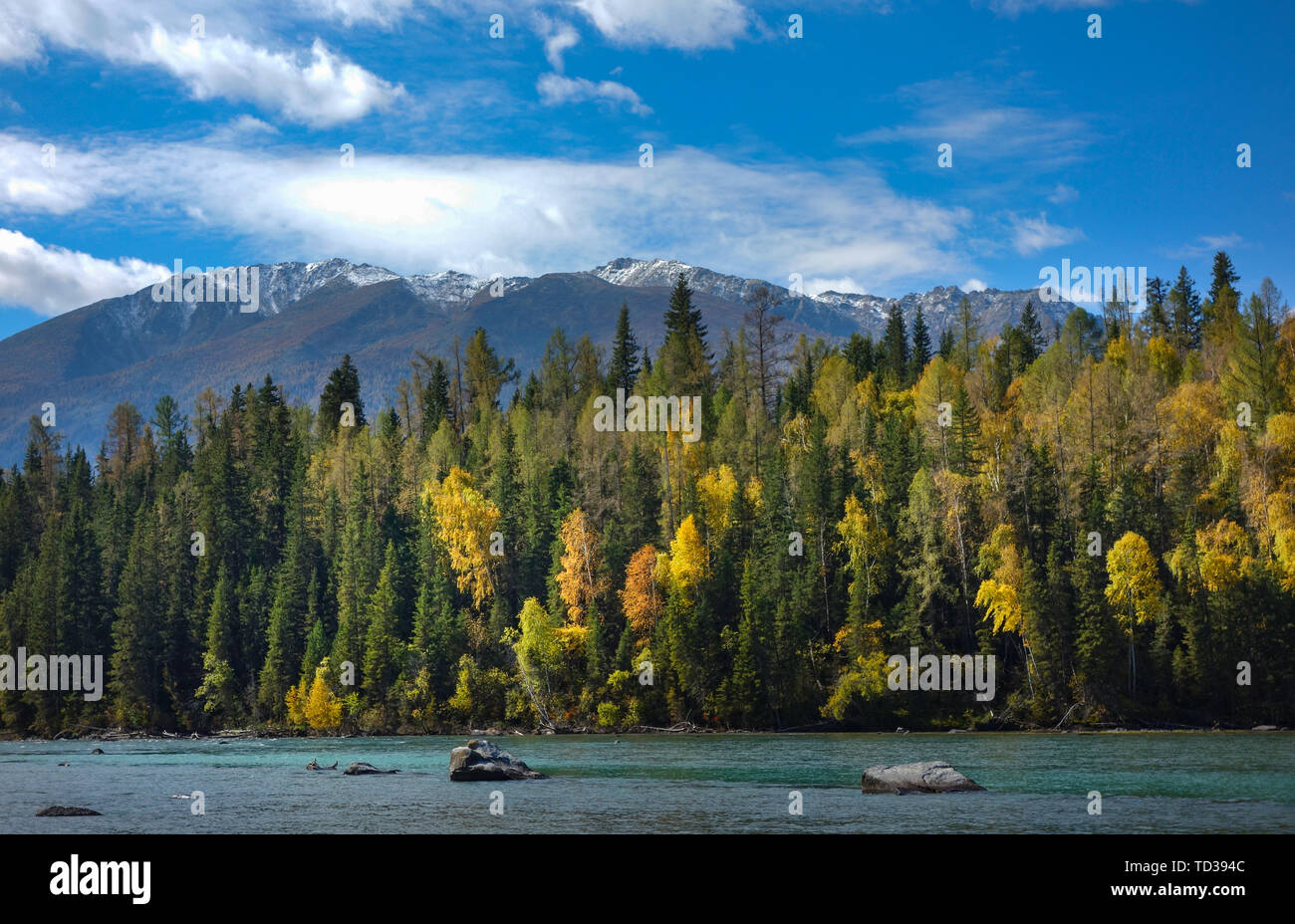 Original ecology scenery and conifers hi-res stock photography and ...