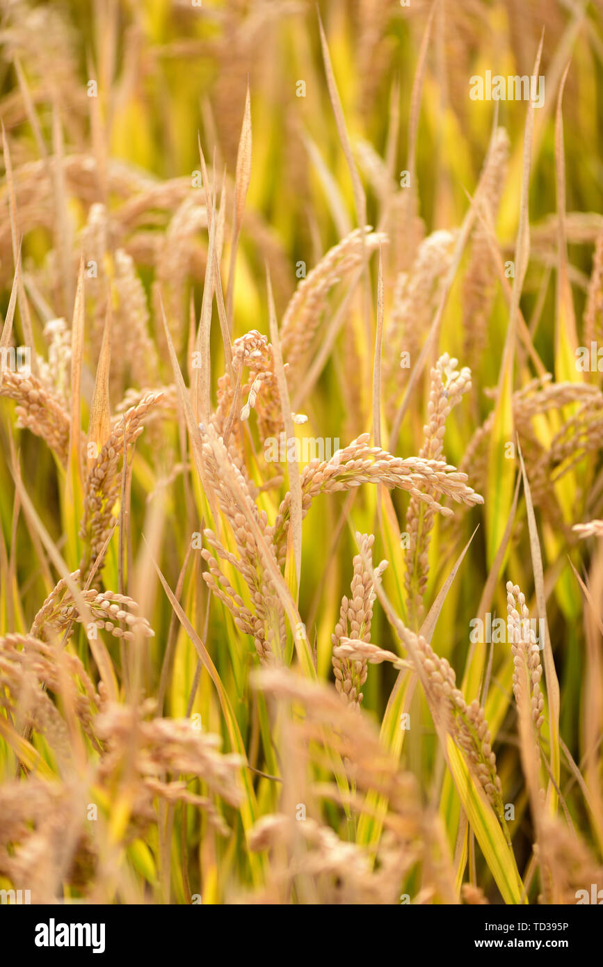 Ripe paddy plants hi-res stock photography and images - Alamy
