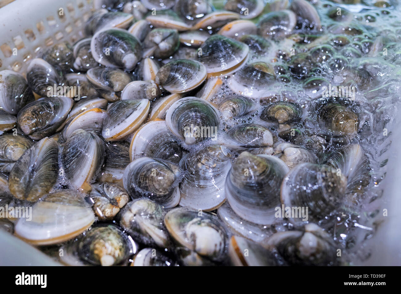 Clam boil hi-res stock photography and images - Alamy
