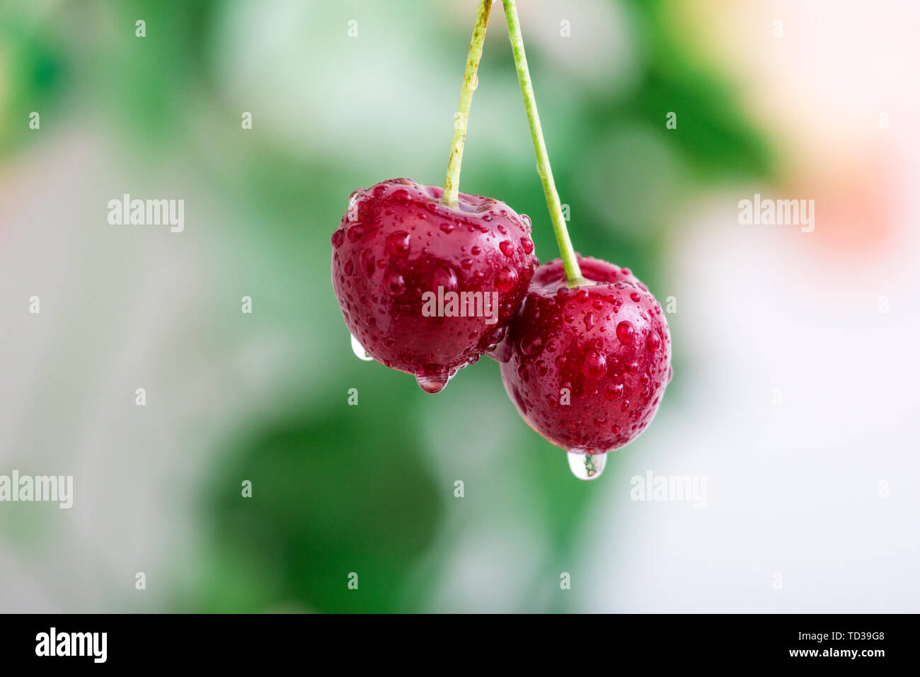 Fresh red cherries Stock Photo - Alamy