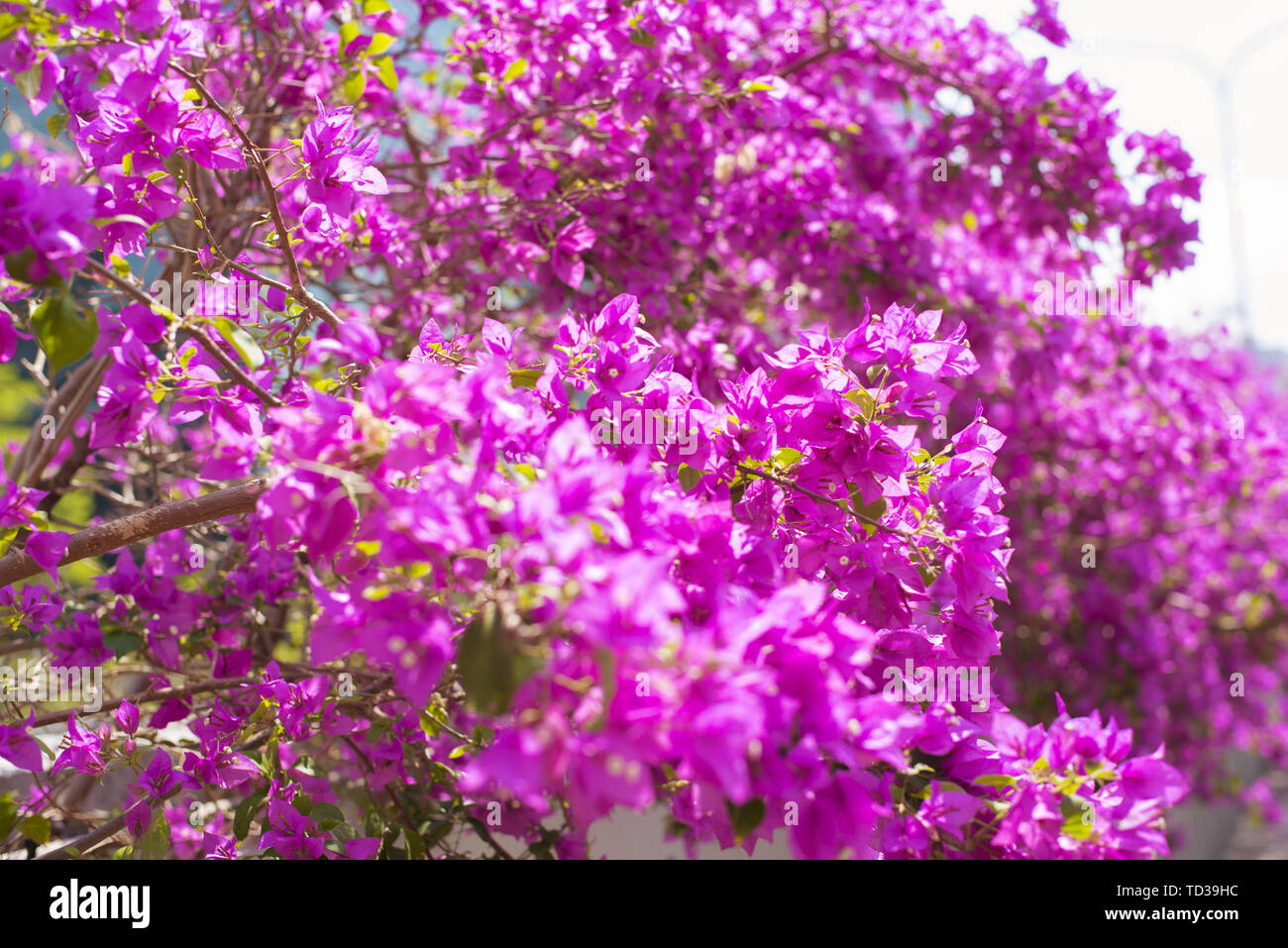 Triangular plum hi-res stock photography and images - Alamy