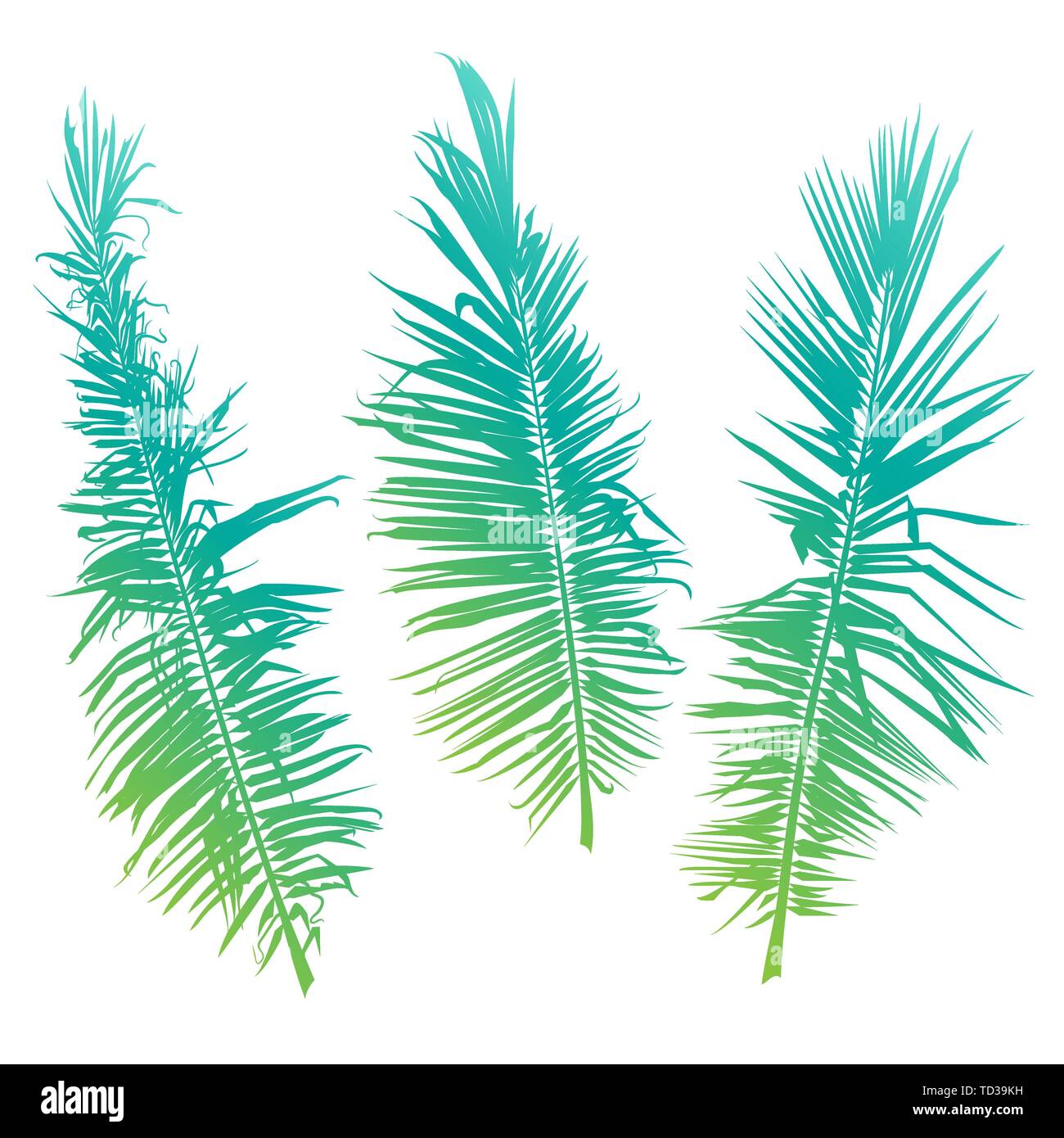 Palm tree branches on white background. Vector illustration Stock ...