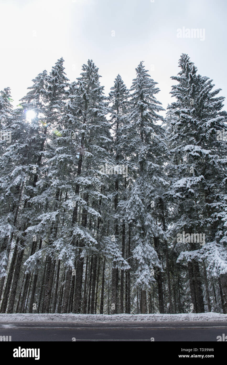 Snow view of Oregon forest, USA Stock Photo - Alamy