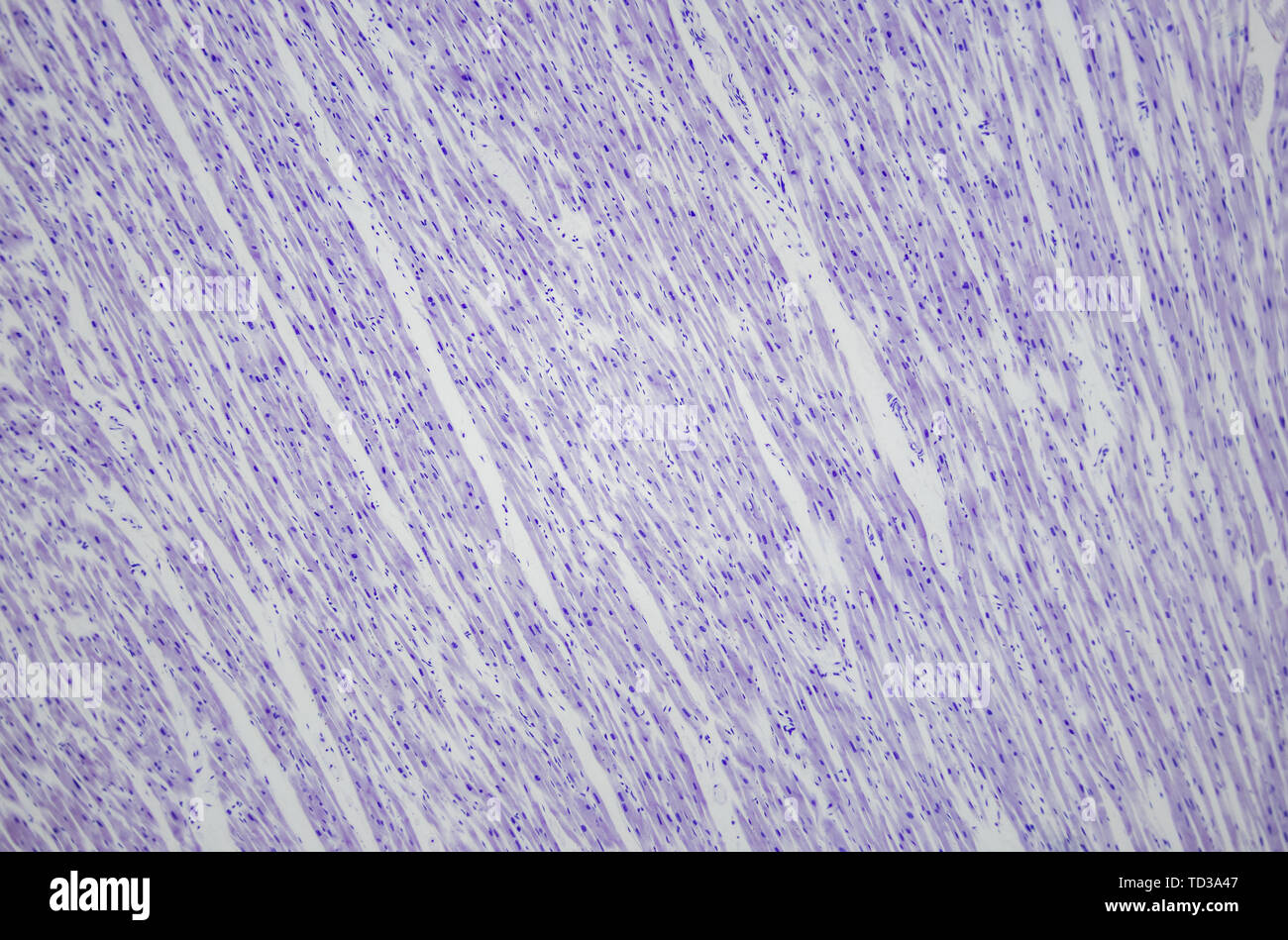 Microscopic photos of cardiomyocytes under low magnification Stock ...