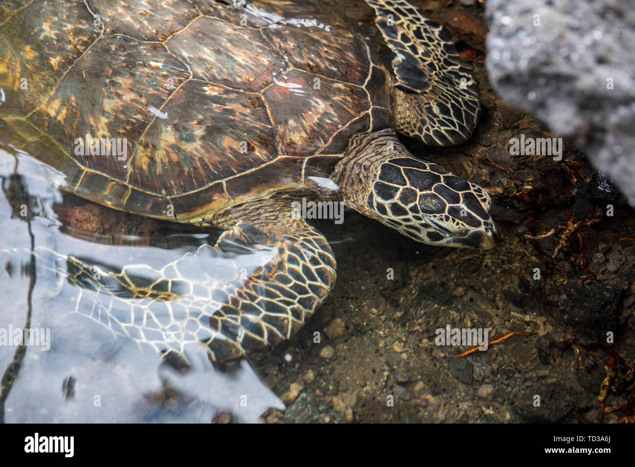 Hawaiian green sea turtle Stock Photo - Alamy