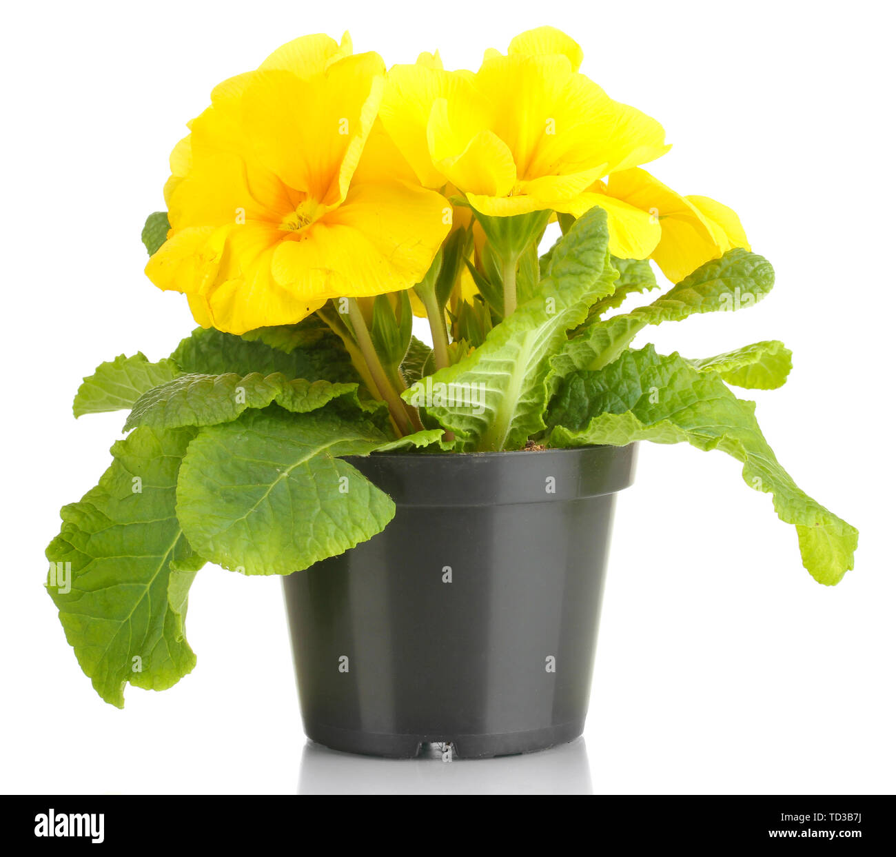 Beautiful yellow primula in flowerpot, isolated on white Stock Photo ...