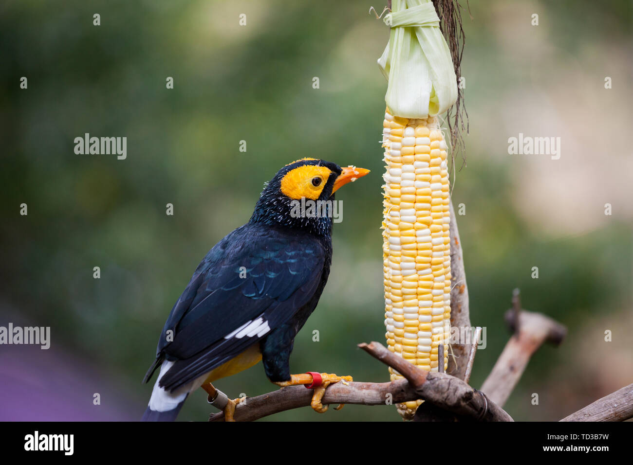 Bird corn cob hi-res stock photography and images - Alamy