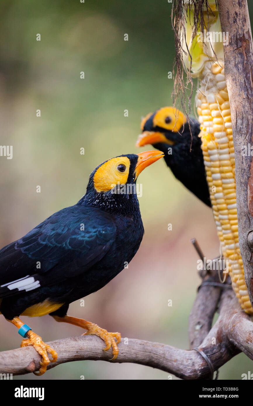 Myna eating hi-res stock photography and images - Alamy