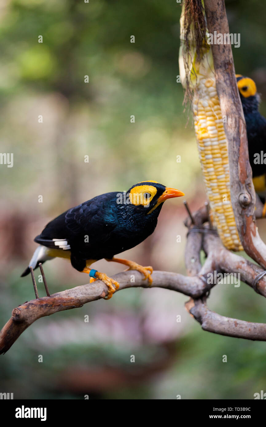 Bird corn cob hi-res stock photography and images - Alamy