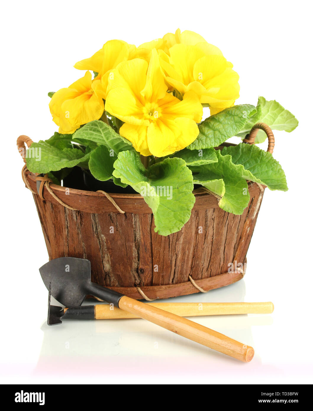 Beautiful yellow primula in basket, isolated on white Stock Photo - Alamy