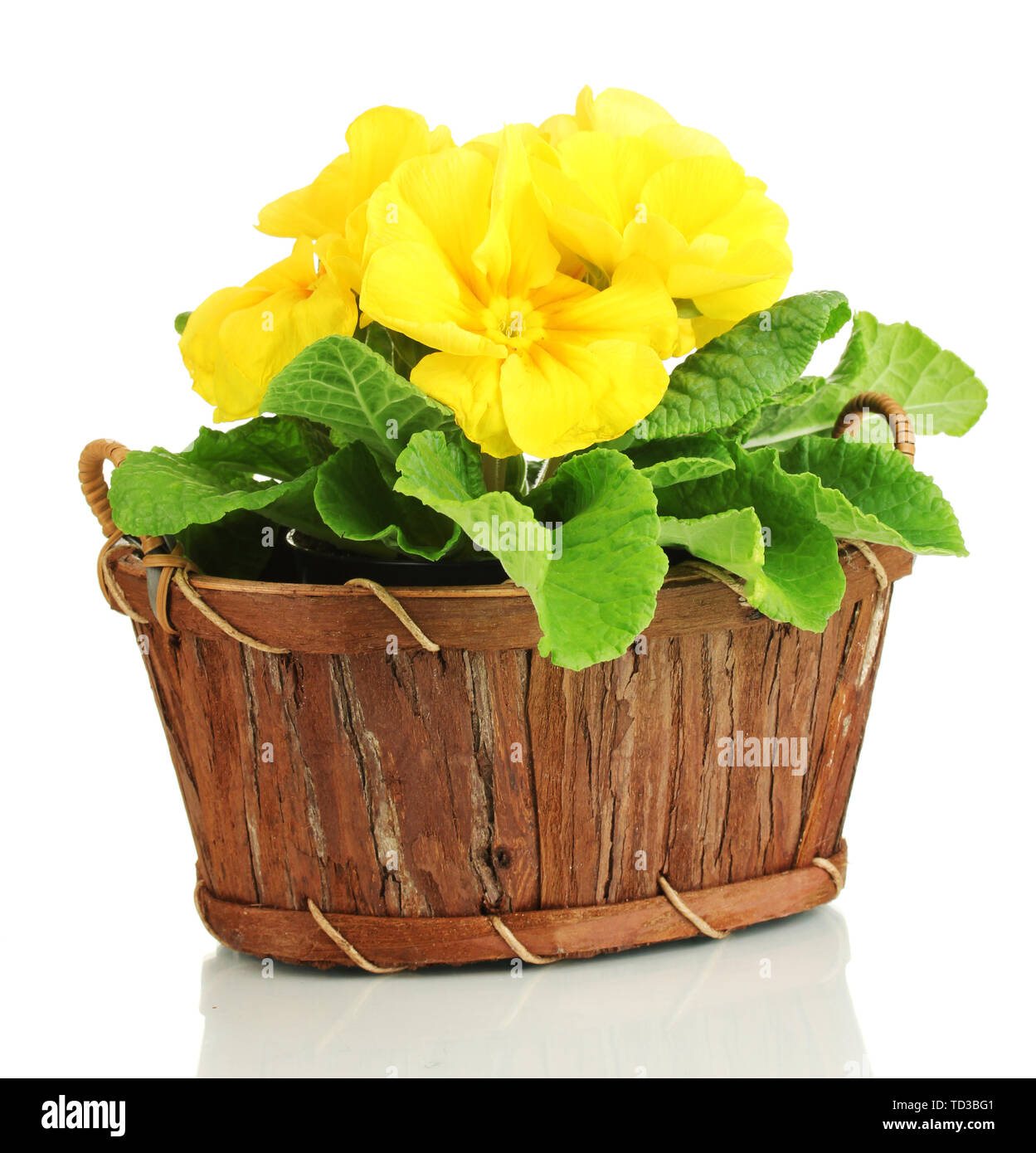 Beautiful yellow primula in hi-res stock photography and images - Alamy
