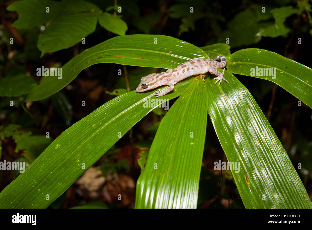Gecko on a leaf at night in rainforest Stock Photo - Alamy