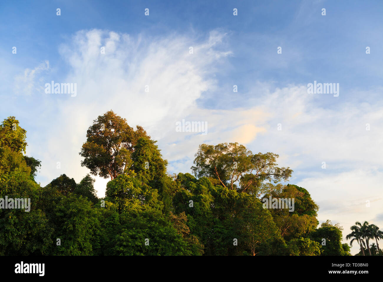 Forest and sky in warm evening sunlight Stock Photo - Alamy