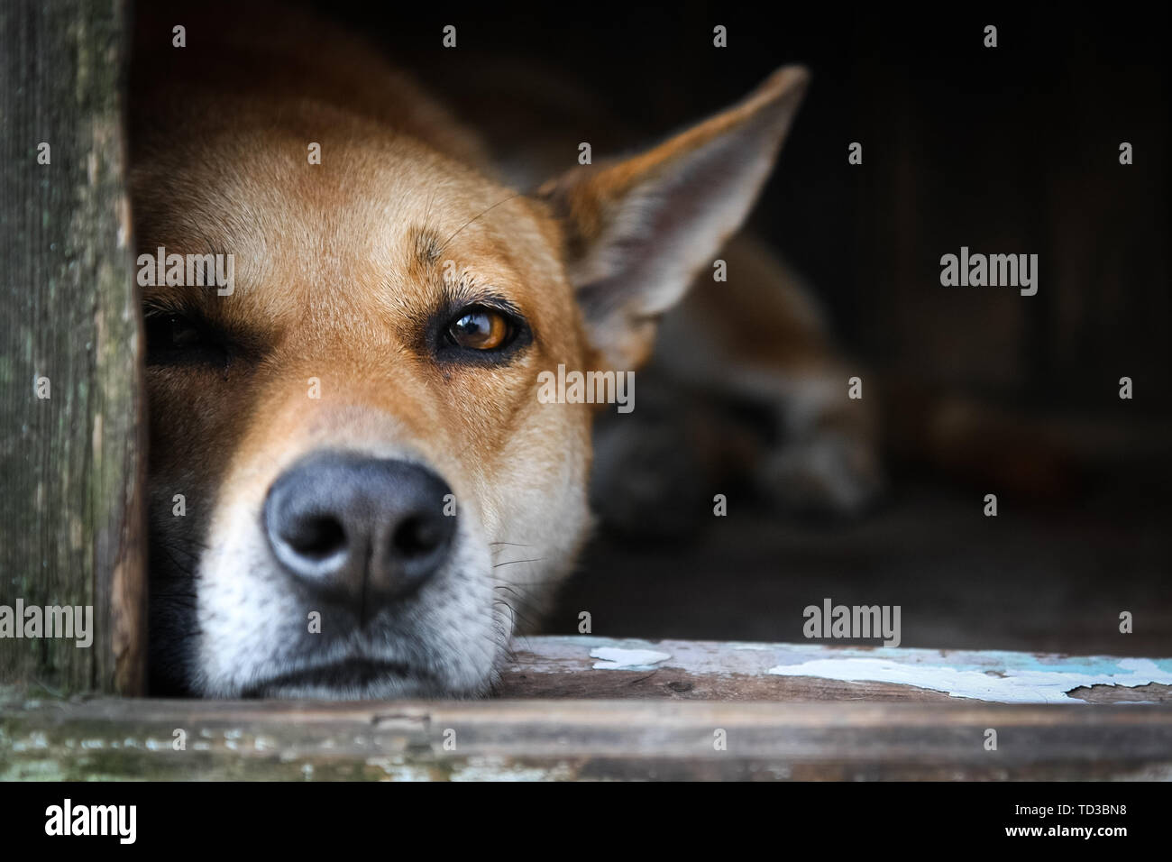 Sad view of a lonely red dog resting in the kennel - an old wooden ...