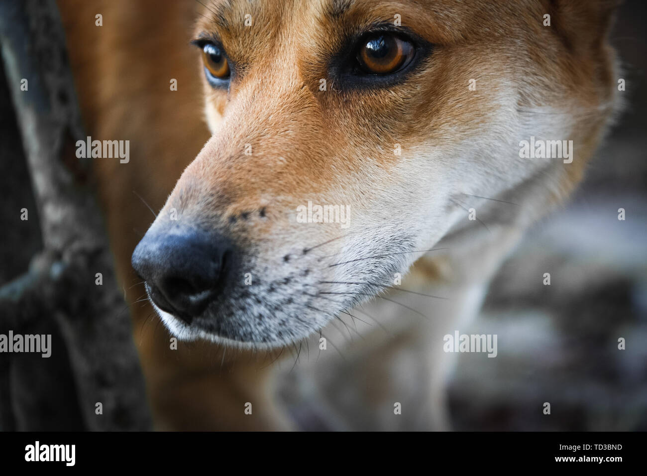 Sad view of a lonely red dog Stock Photo - Alamy