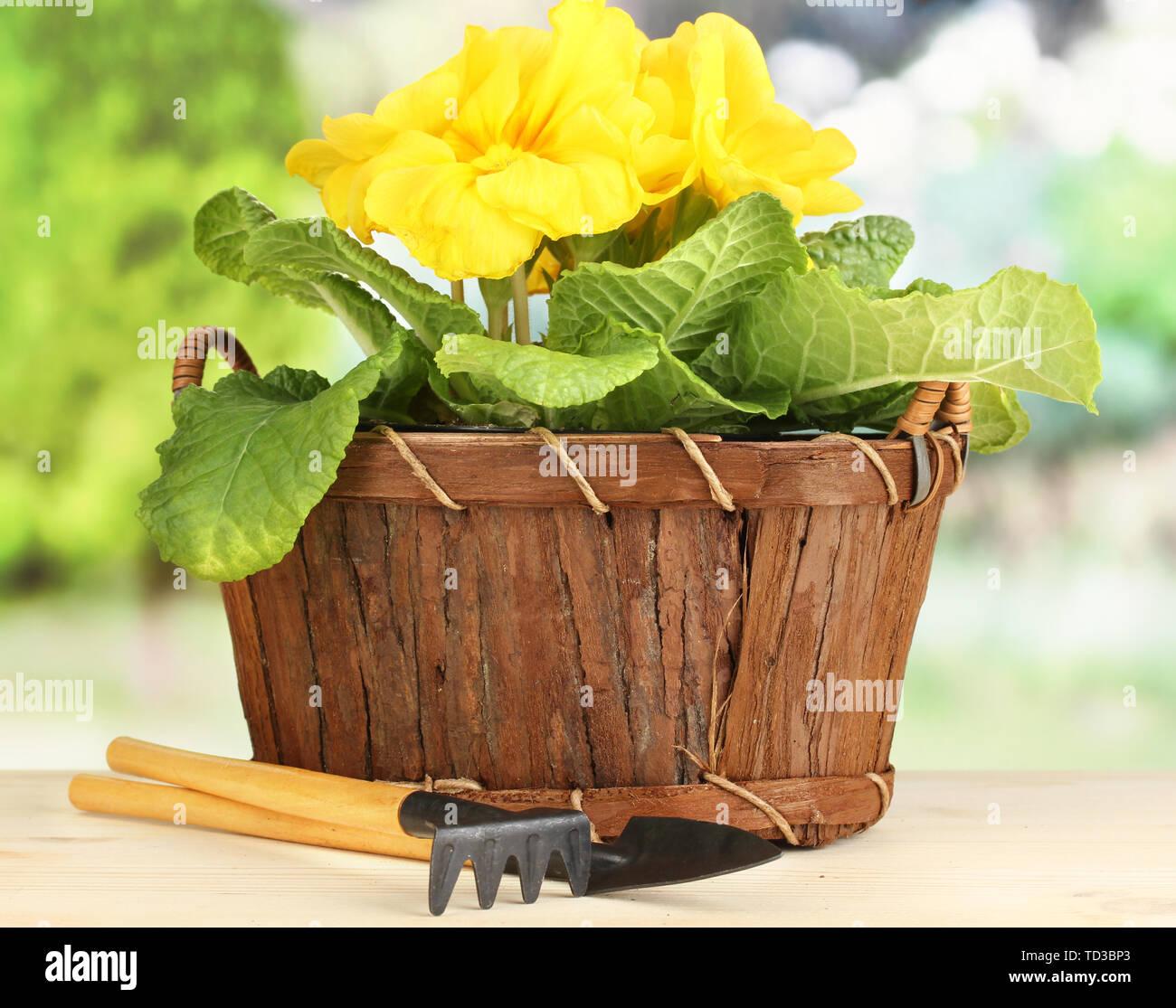 Beautiful yellow primula in basket on wooden table on green background ...