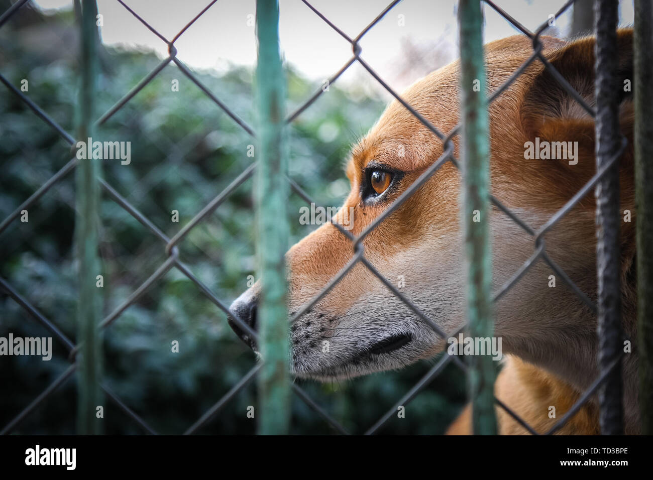 Sad view of a lonely red dog Stock Photo - Alamy