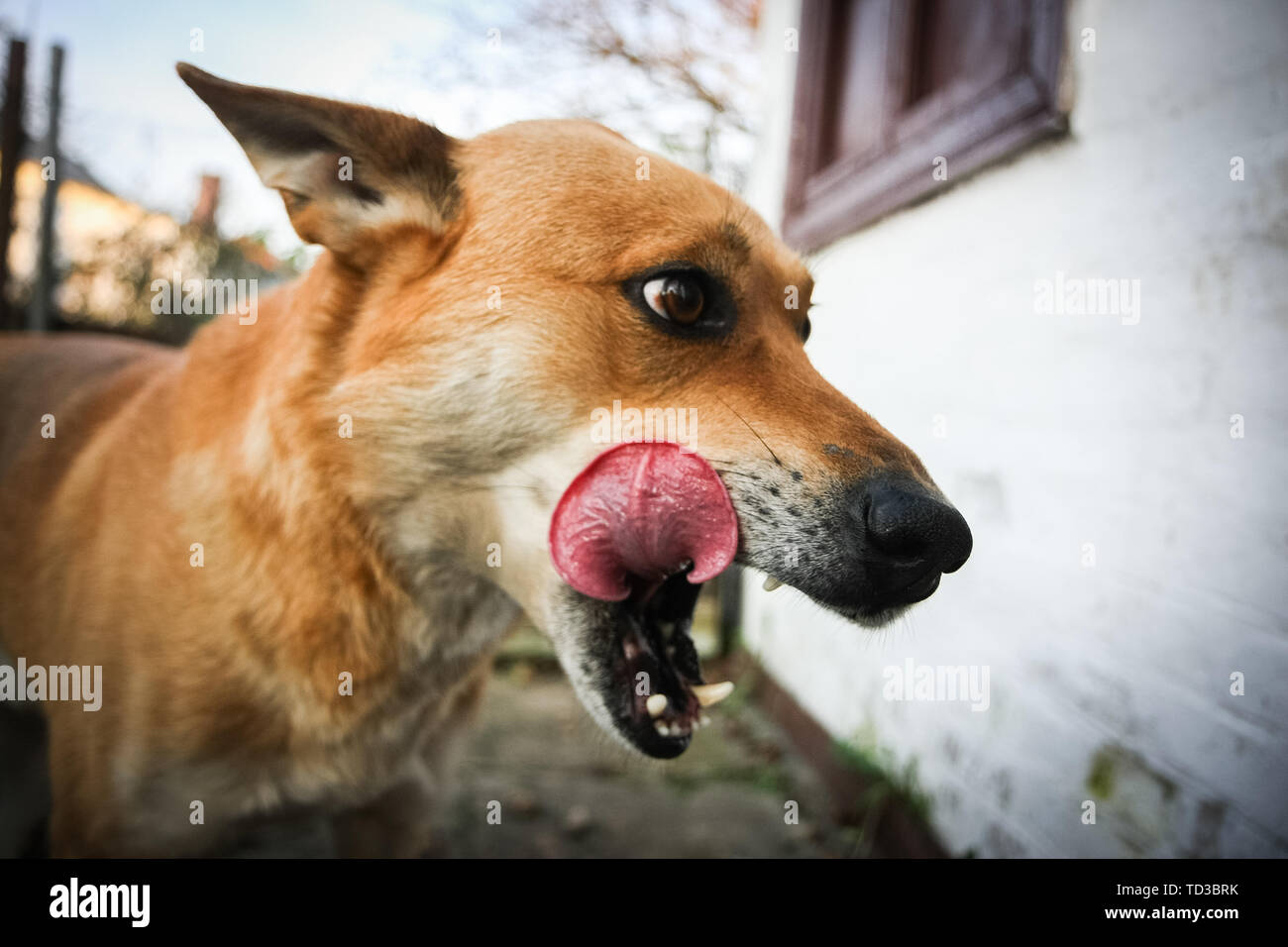 Funny dog tongue hi-res stock photography and images - Alamy