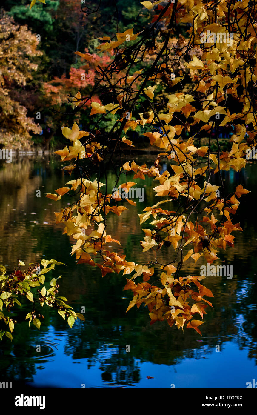 Autumn leaves in Tianping Mountain, Suzhou Stock Photo - Alamy