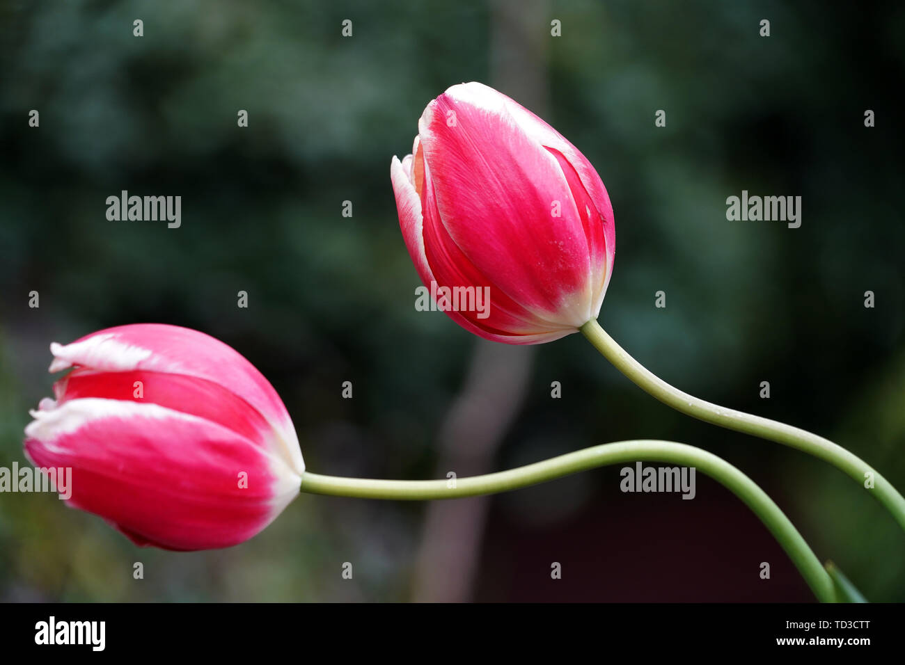 Hangzhou Gate White Tower Park Stock Photo - Alamy