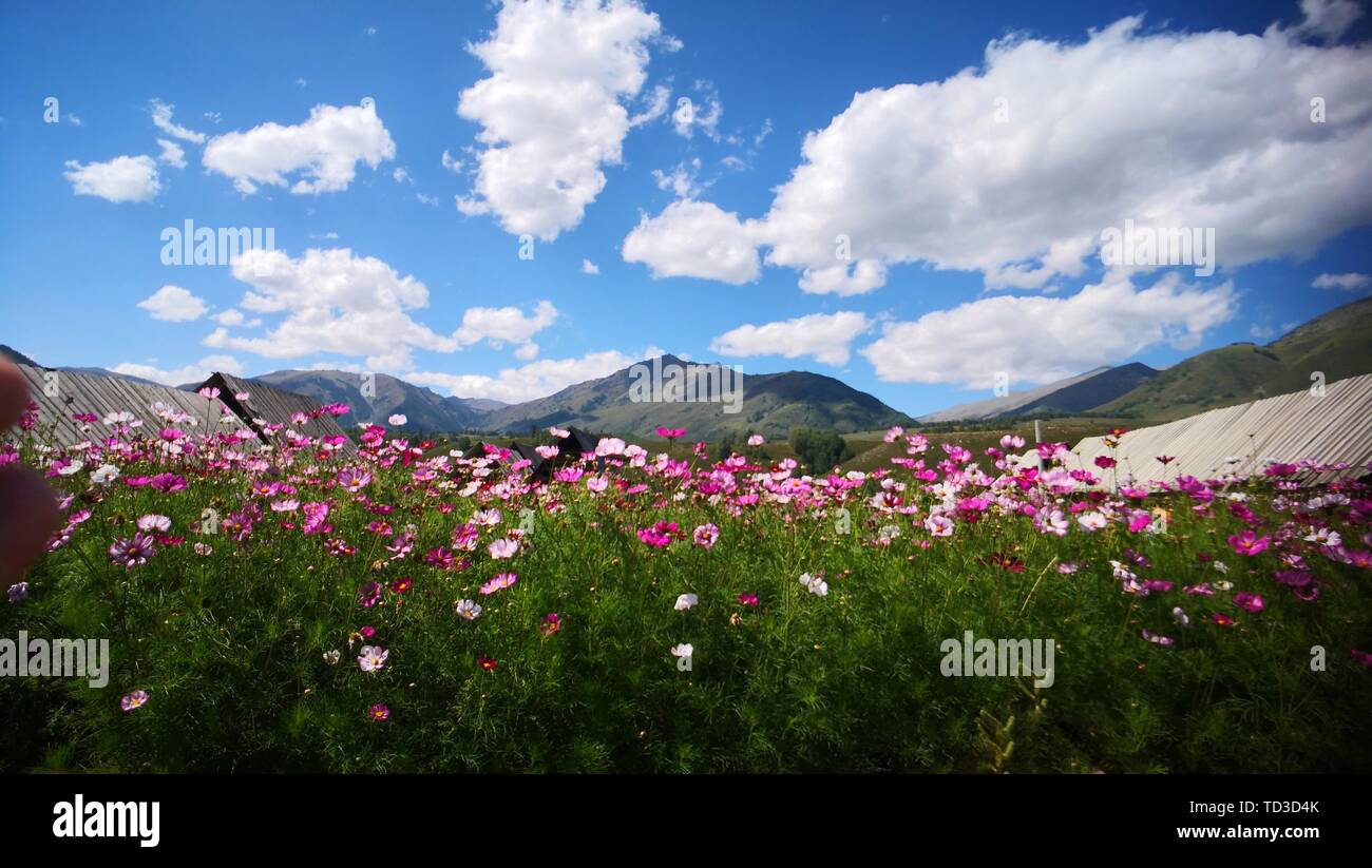 The Tuwa... with the grasses Stock Photo - Alamy