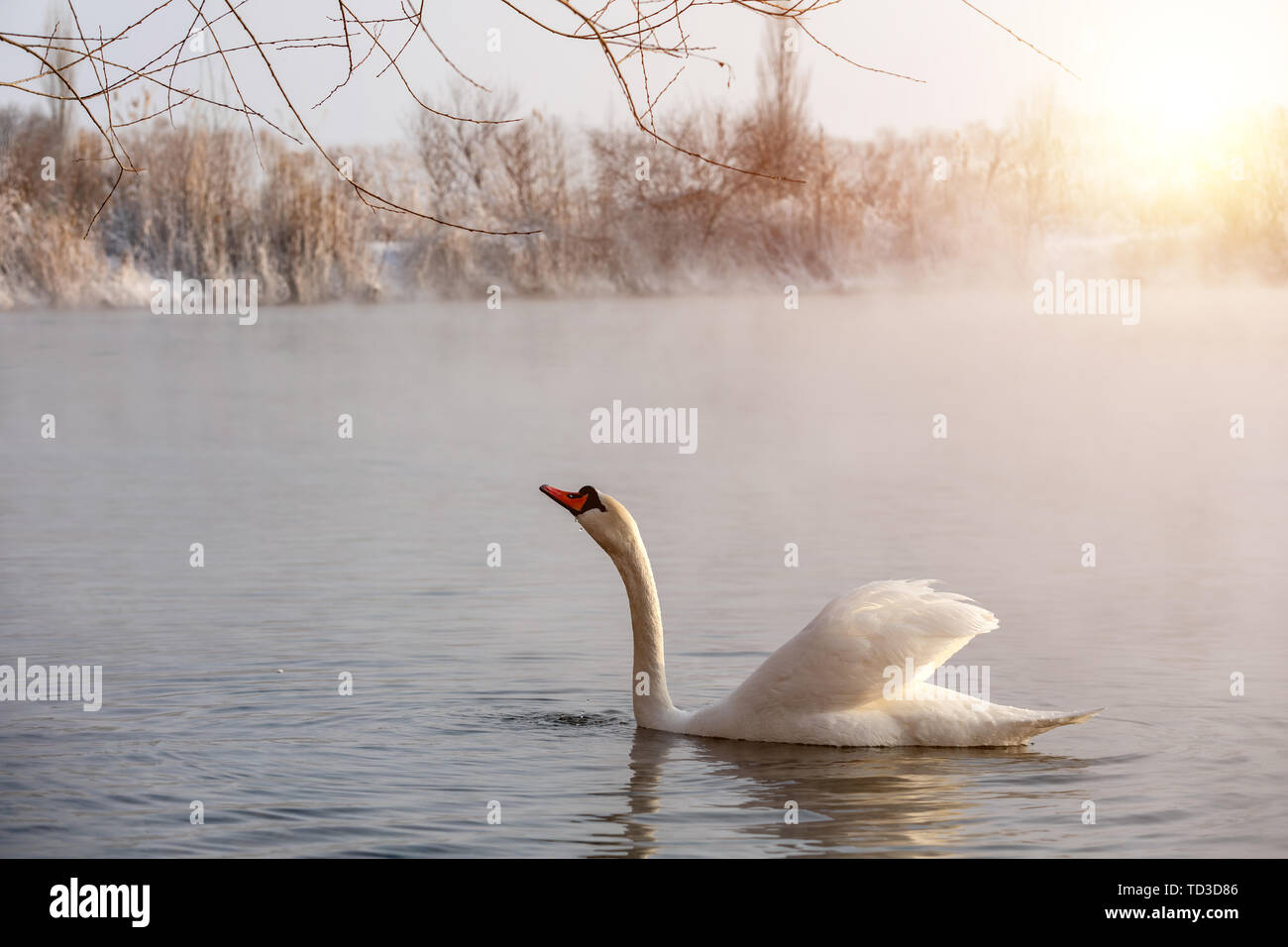 A warts-nosed swan swimming in hot springs in Yili, Xinjiang in winter ...