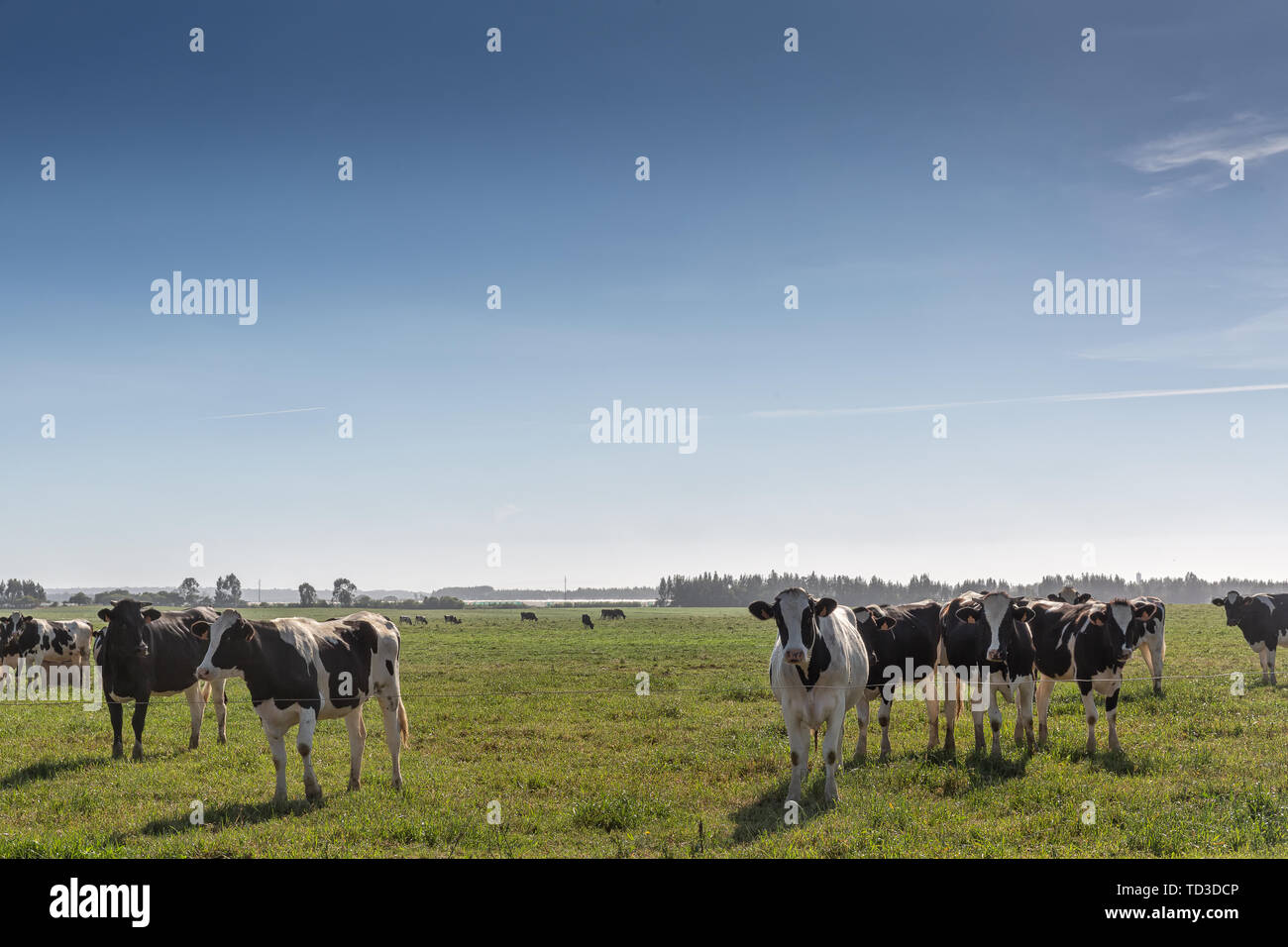 Dairy cows of the Holstein breed Friesian, grazing on green field Stock ...
