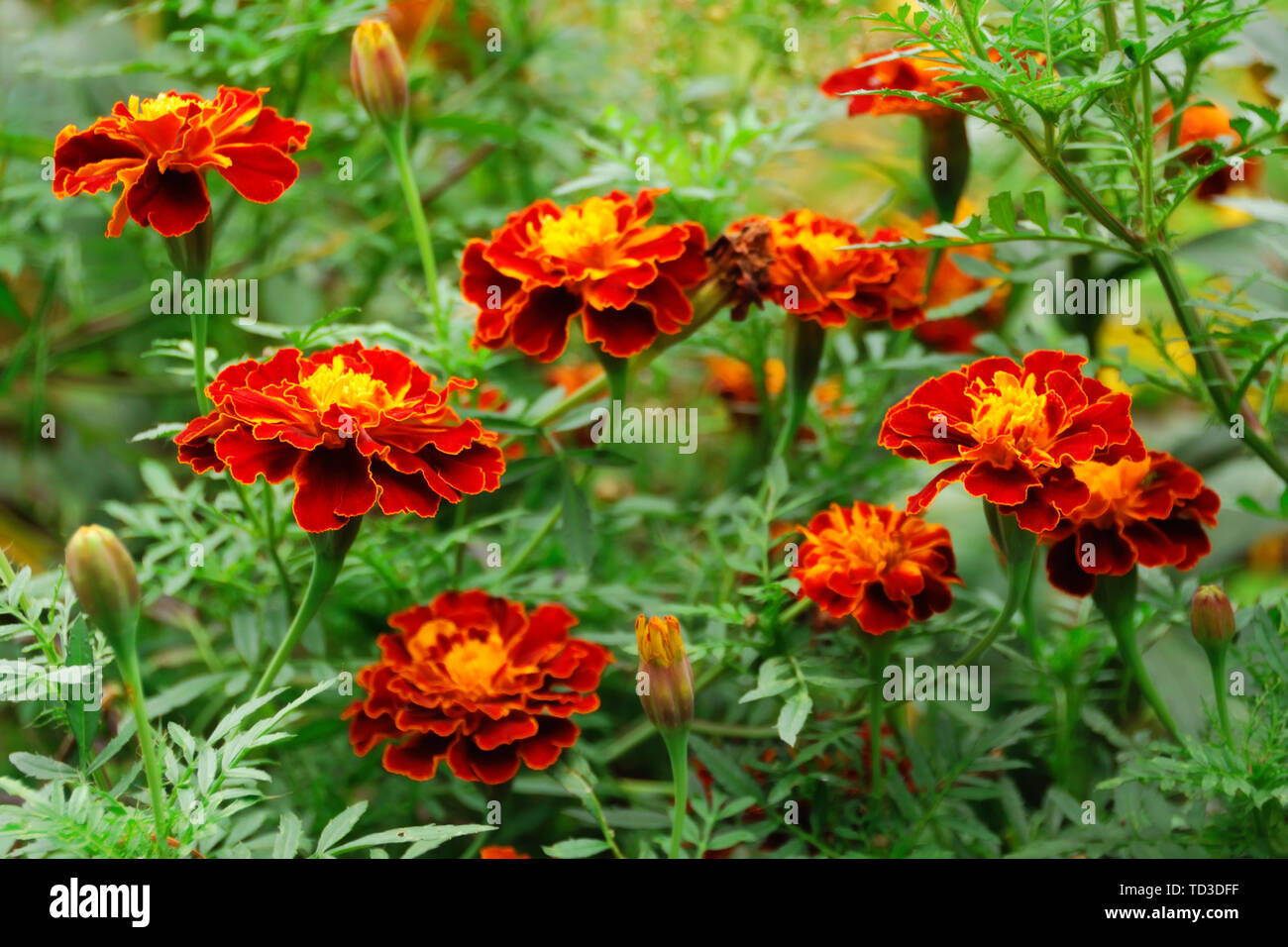 Marigold plant hi-res stock photography and images - Alamy