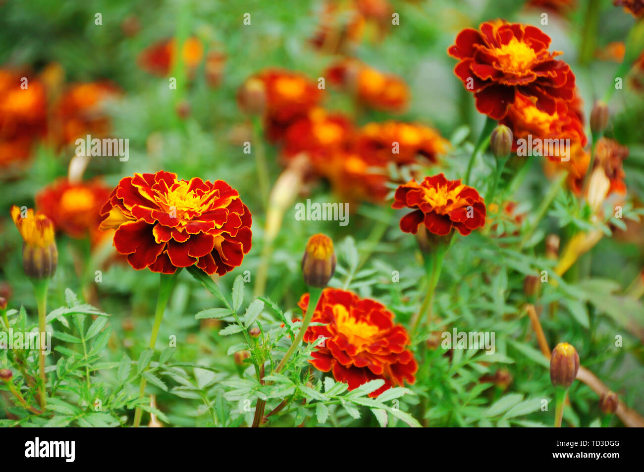 Marigold plant hi-res stock photography and images - Alamy