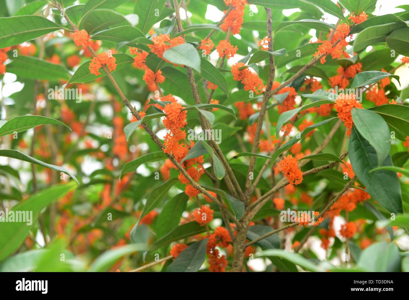 Dangui hi-res stock photography and images - Alamy