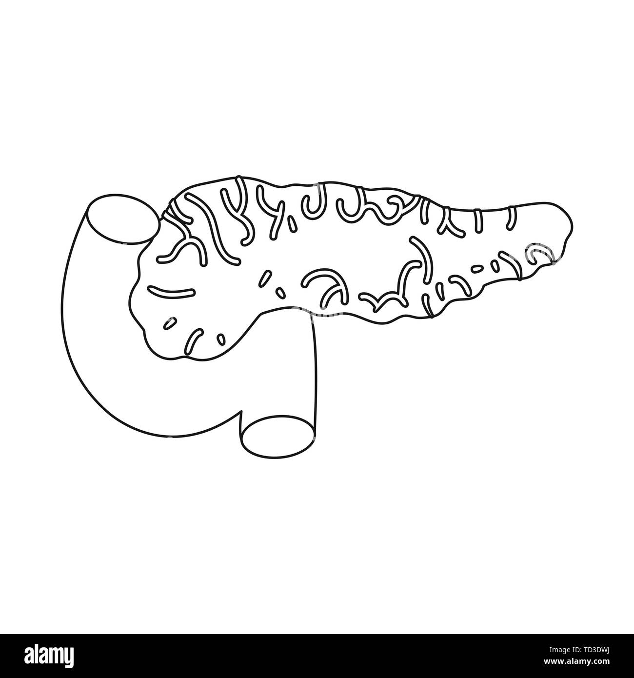 human,function,medical,endocrine,diabetes,digestion,mellitus,health ...