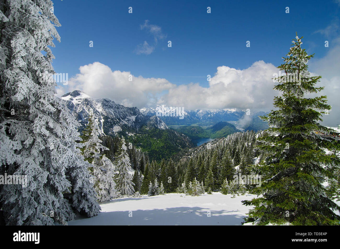 Beautiful spruce trees in the high mountains under snow Stock Photo - Alamy