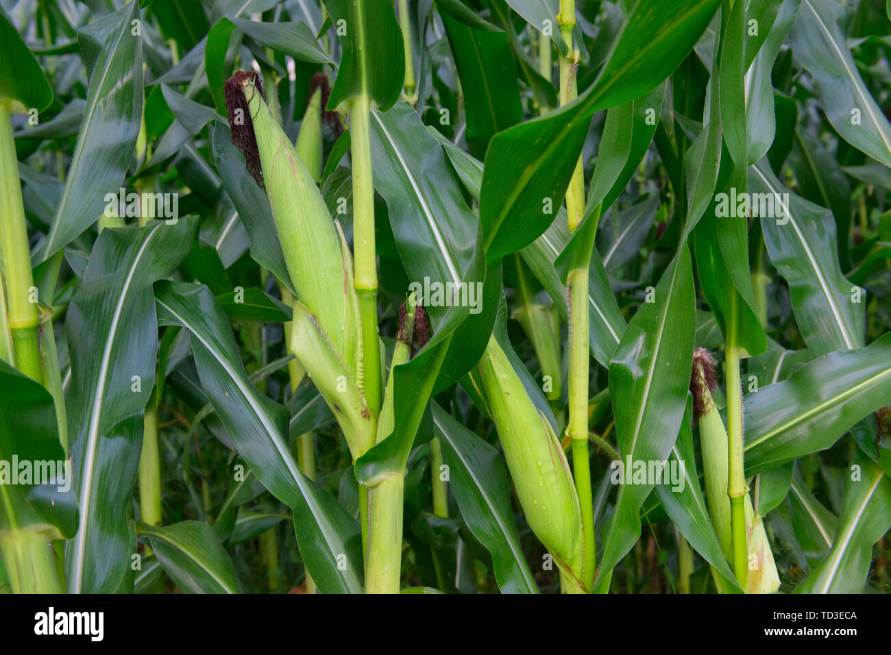 Corn field cobs on hi-res stock photography and images - Alamy