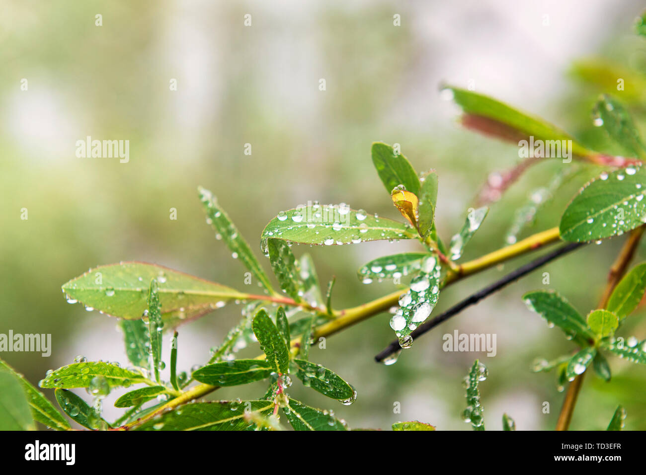 Raindrops Falling From The Tree