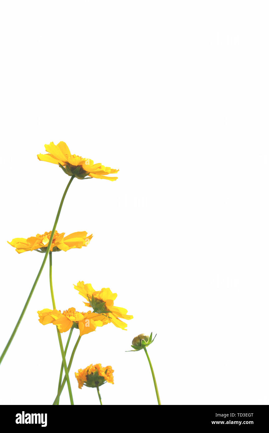 Yellow flowers bloom Cut Out Stock Images & Pictures - Alamy