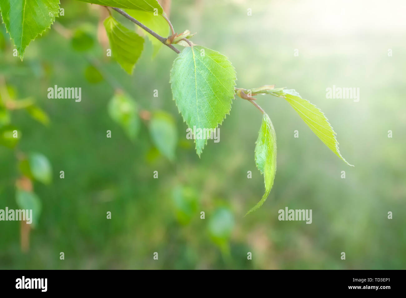 Green spring leaves with sunlight background Stock Photo - Alamy