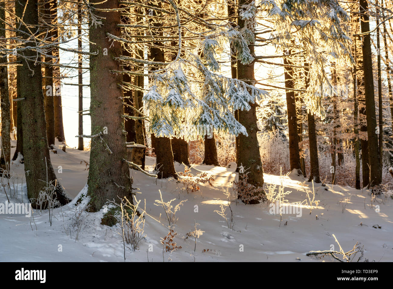 Winter forest scene with icy fir trees illuminated by sun Stock Photo ...
