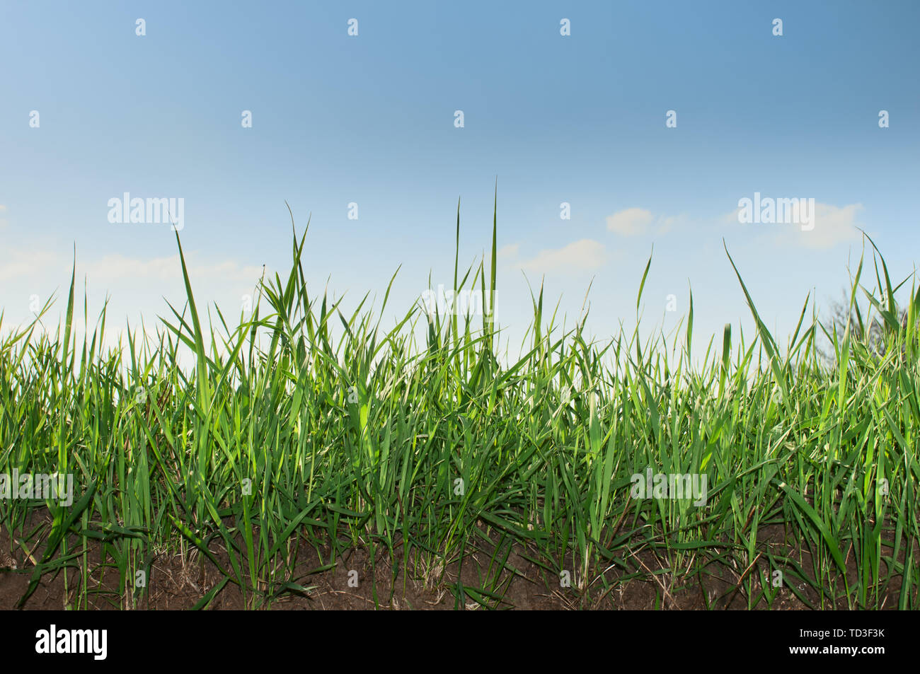 Turf layer hi-res stock photography and images - Alamy