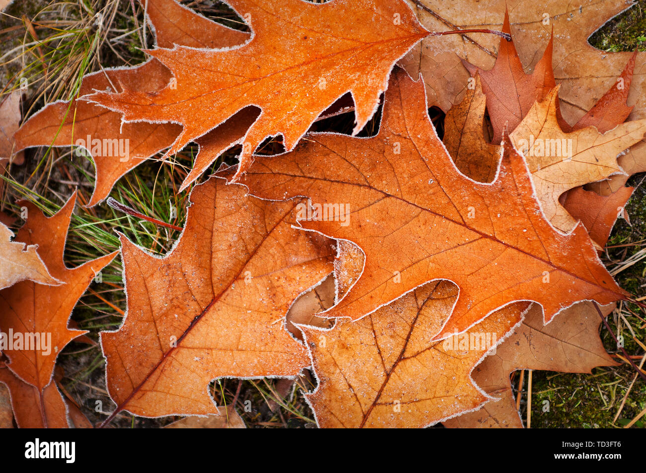 Fall oak leave on the ground with frost fringe Stock Photo - Alamy