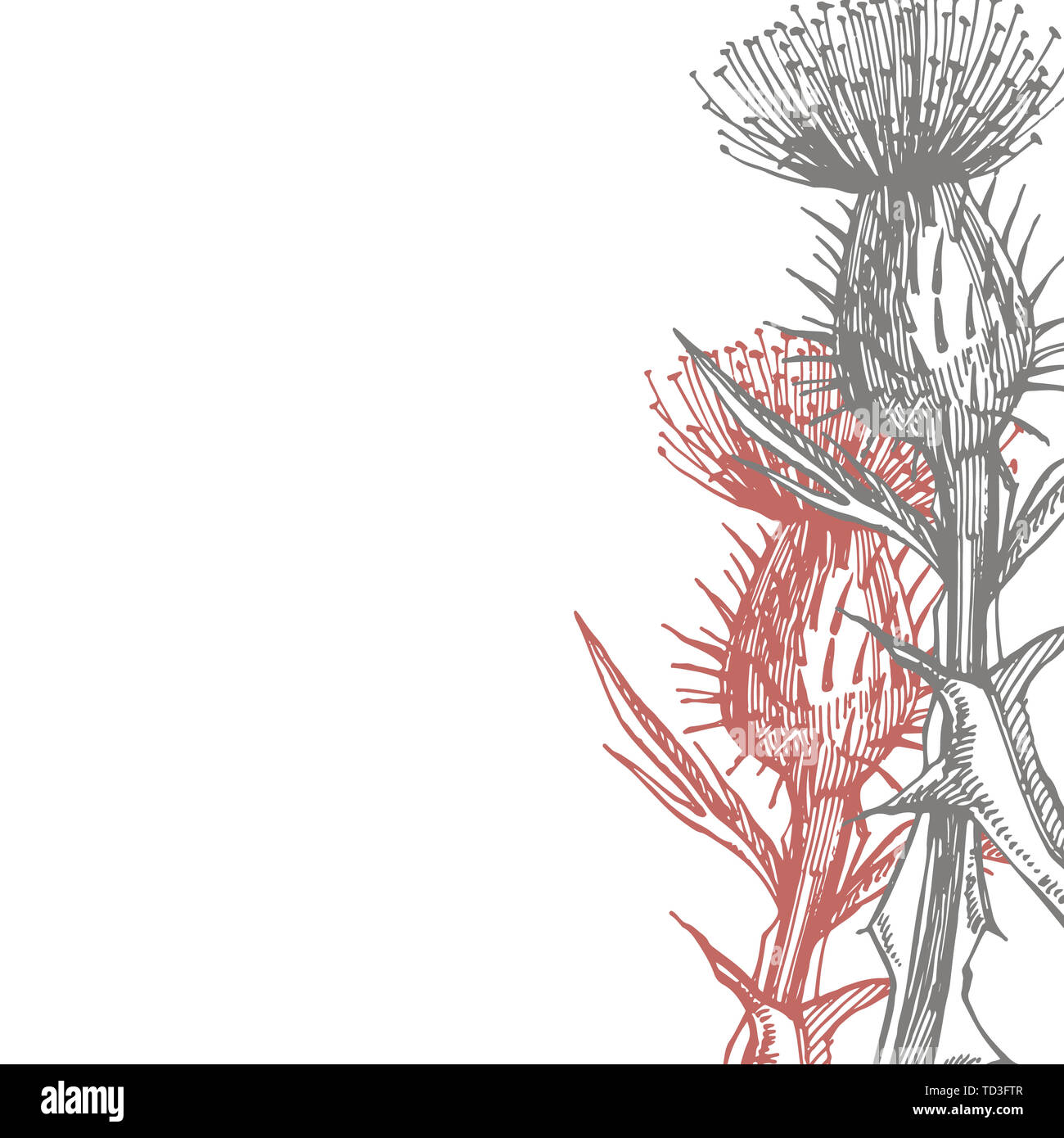 Scottish thistle drawing hi-res stock photography and images - Alamy