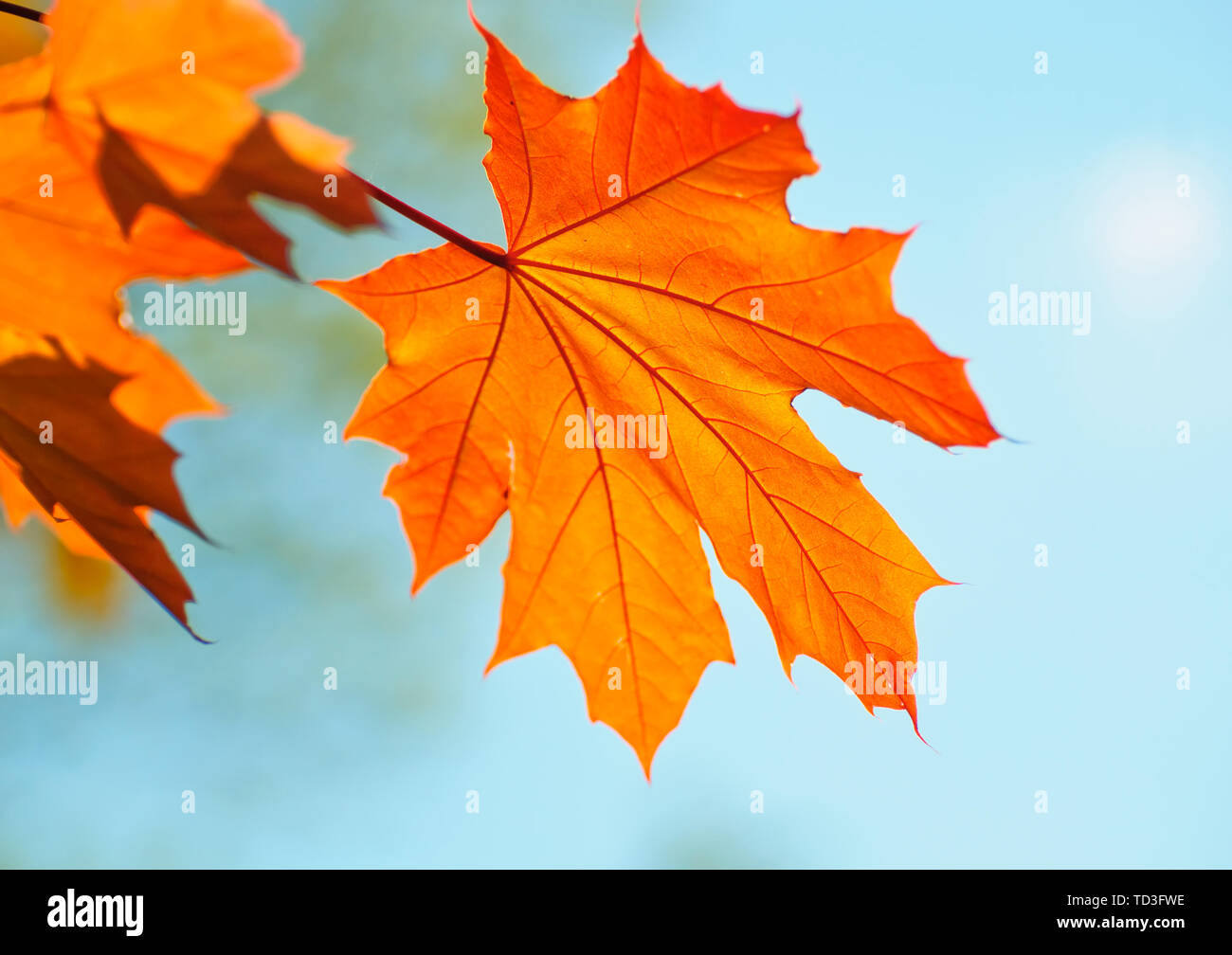 Azure blue and gold hi-res stock photography and images - Alamy